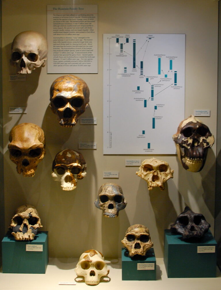 Unraveling the Intriguing Lives of Early Homo Sapiens: A Journey ...